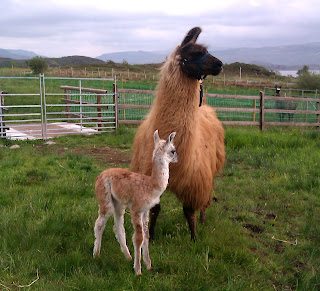 A Kilchoan Diary: First Ardnamurchan-Born Llama