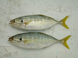 rainbowdiary: Recipe - Steam Batu Fish (Yellowtail Scad) With Pickled ...