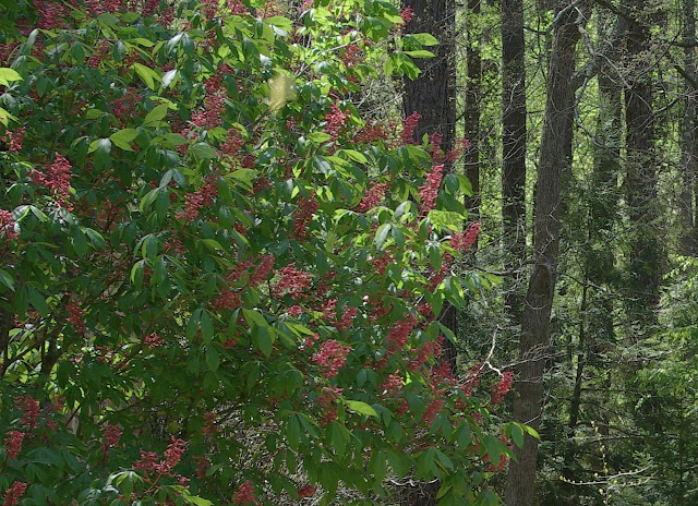 sweetbay: The North Carolina Botanical Garden, Part II
