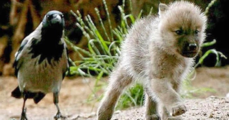 White Wolf : A Fascinating Relationship: Raven Dances With Wolf Pup (Video)