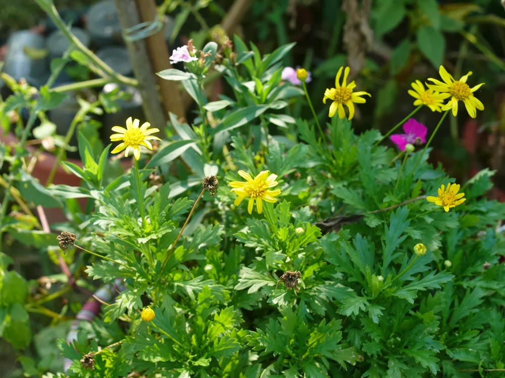 19+ Bunga Aster Di Indonesia, Inspirasi Top!