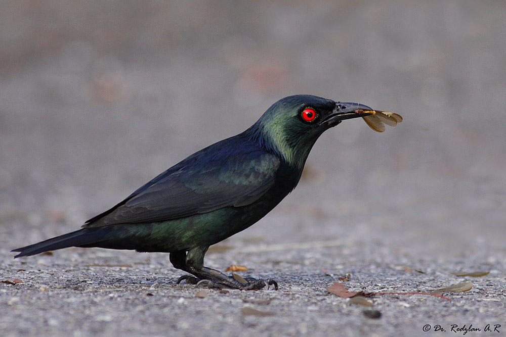 Birds and Nature Photography @ Raub: Starling with Kelkatu