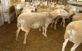 CRIAÇÃO DE ANIMAIS: Principais Raças Ovinas do Brasil