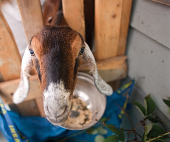The Garden of Eating: June 2012