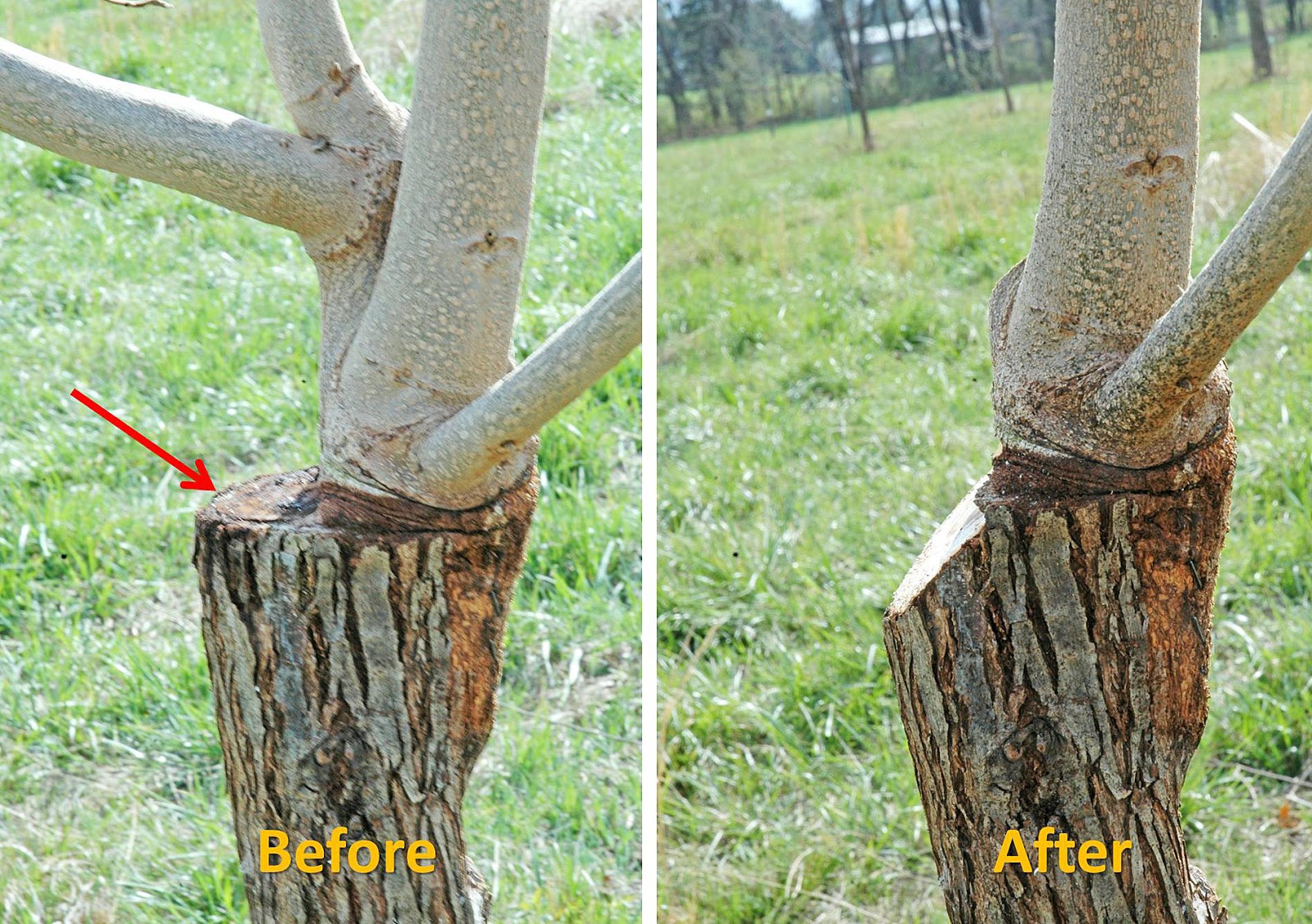 Northern Pecans: Cleaning up a bark graft