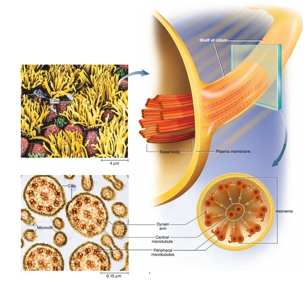 Mikrovili, Silia, Flagella, dan Pseudopod pada Sel Manusia - Saintis ...