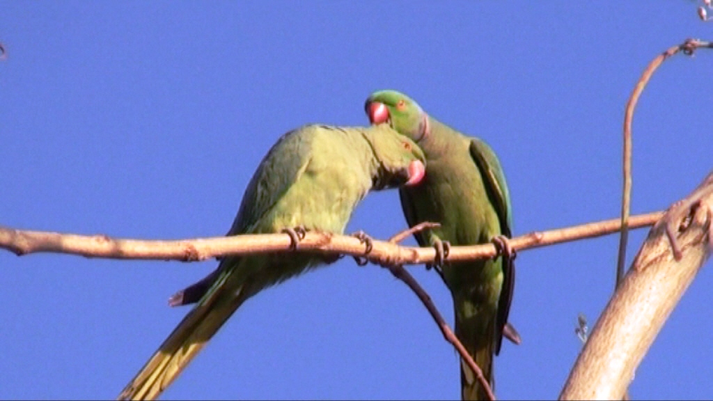 SHORT MOVES SHORT MOVIES: ONE TREE MANY LIVES