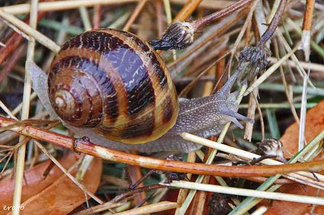 Rêveries: Les colimaçons ......