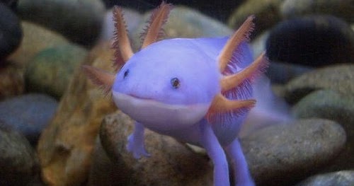 SalvaAlAjoloteMexicano: El ajolote mexicano