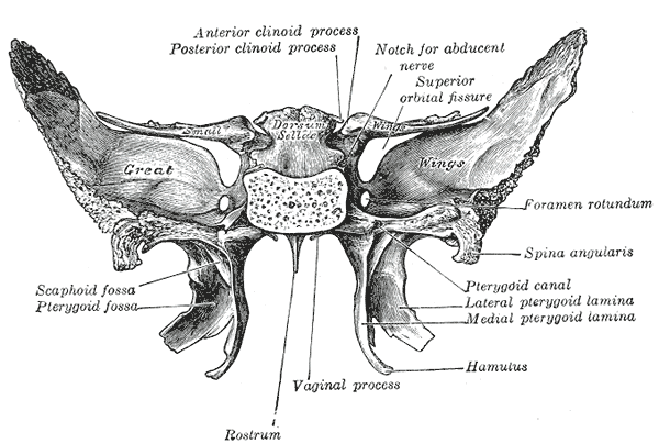 Huesos del cráneo - Esfenoides | J. Yoncon - Anatomía humana con ...
