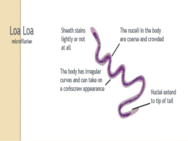 Waspada! Parasit Loa loa Bisa Menyerang Segala Usia - Benang Merah News