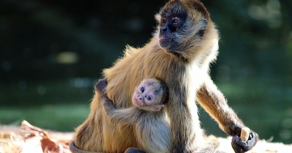 What about monkey's habitat? ~ Awesome world of facts