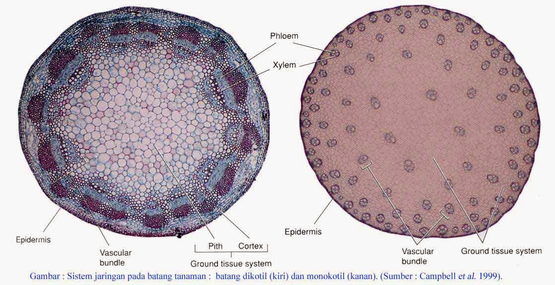 Perbedaan monokotil dan dikotil