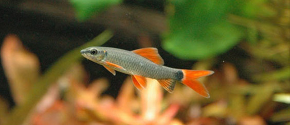 aquascapejuara: Redfin, Si Kecil Ikan Hias Yang Bentuk Dan Warna ...