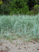 Save Anderson Point Park: About Anderson Point Park