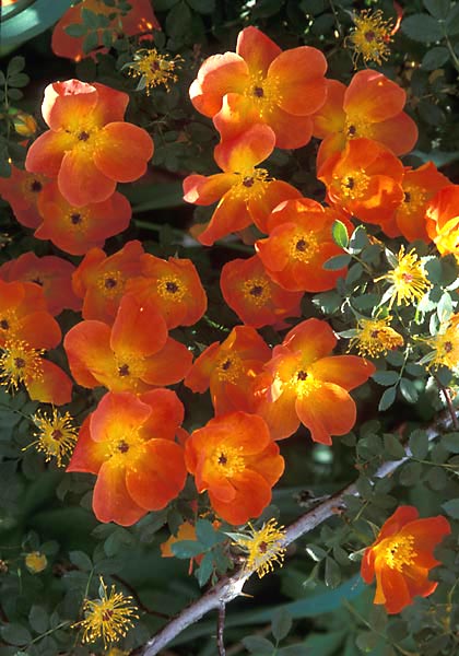 Flowerpedia: Rosa Foetida