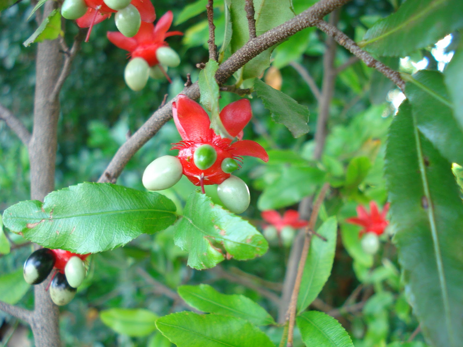 arboreo.net: Ócna, Mickey