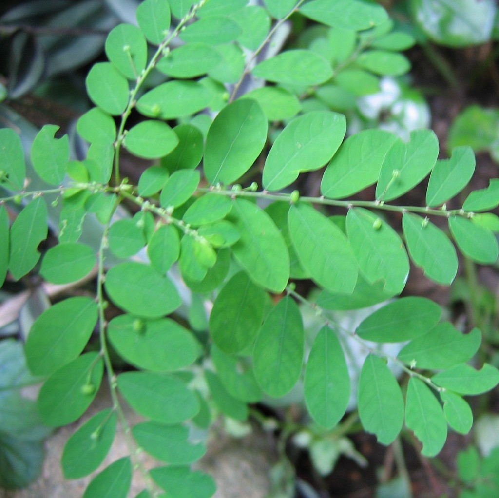 Quebra-pedra ~ Produtos Naturais