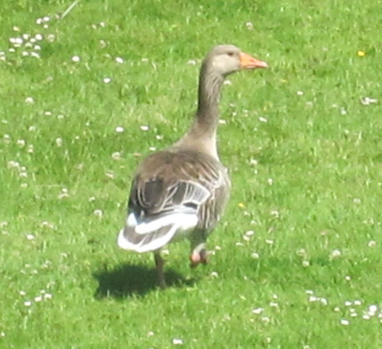 Cannundrums: Greylag Goose