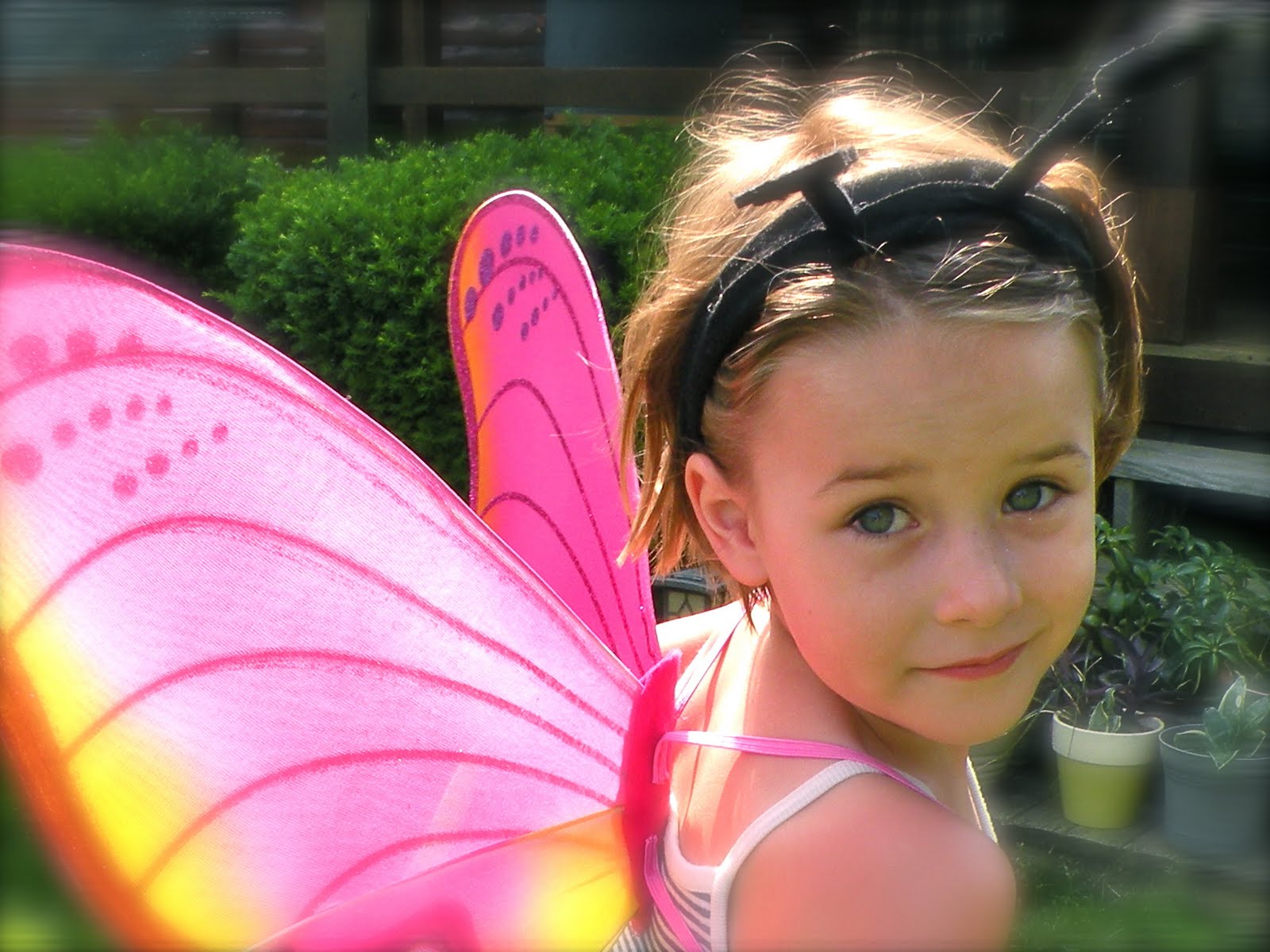 NatureGarten: Becoming Butterflies: Which came first- the butterfly or ...