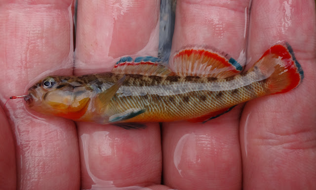 Ben Cantrell's fish species blog: 2015 NANFA convention part 4 ...