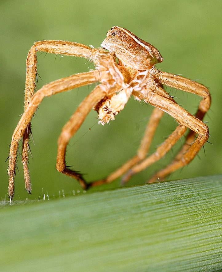 JJ's Photographic nature blog: Spiders have their skeletons on the ...