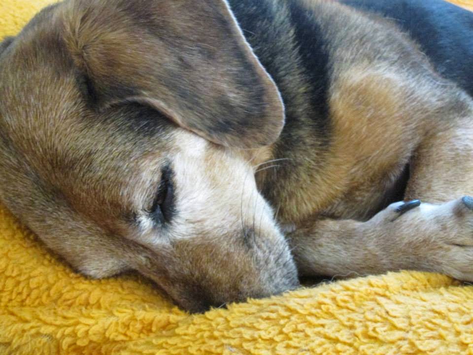 Bark City Doggy Daycare Non Profit Spotlight Fences For Fido bark-city-doggy-daycare-non-profit-spotlight-fences-for-fido