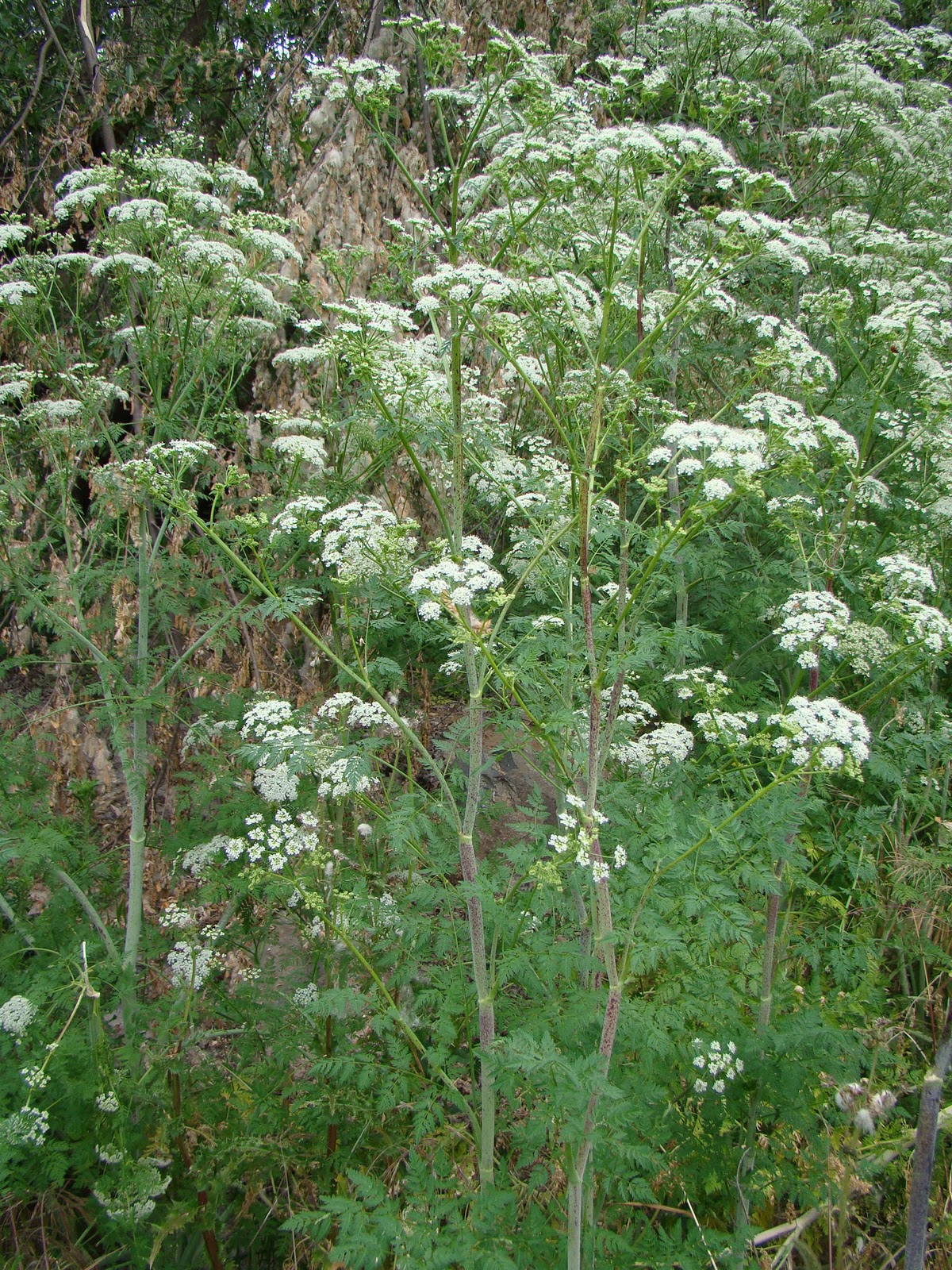 Leaves of Plants: November 2011
