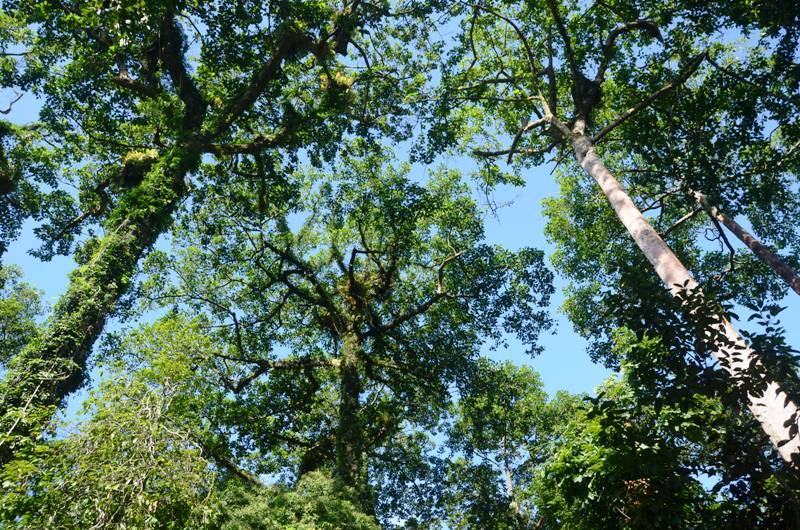 EKOGEO: MENGENAL TANAMAN HUTAN TROPIS DAN SAVANA INDONESIA