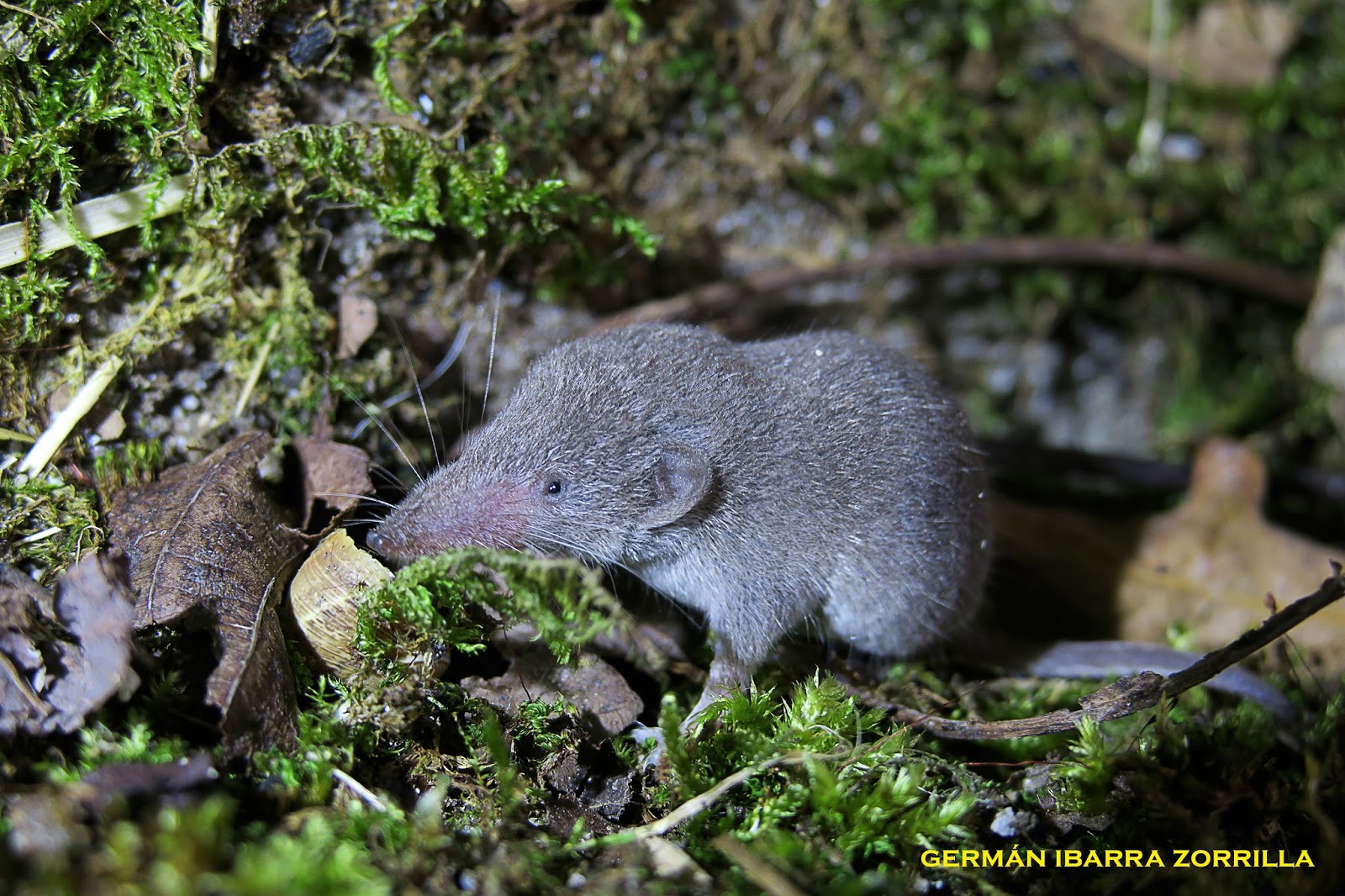 FAUNA COMPACTA el blog de Germán Ibarra Zorrilla: Musaraña gris ...