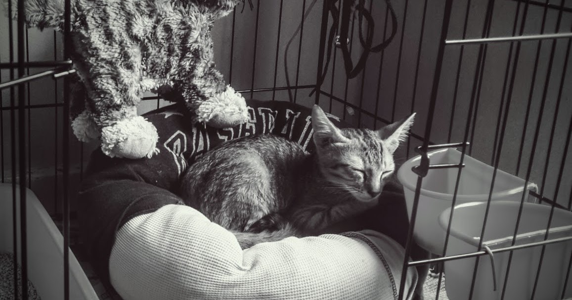 Hiking & Gardening: DIY Bantal Kucing