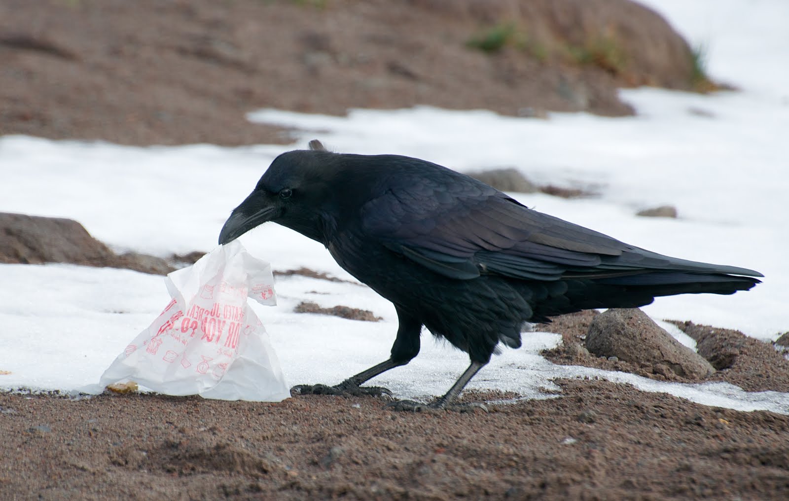 NW Bird Blog: Common Raven
