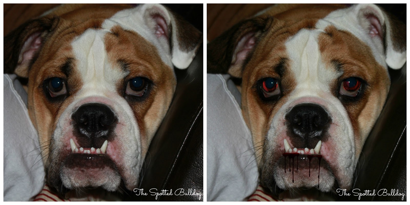 The Spotted Bulldog: The Scary Bulldogs
