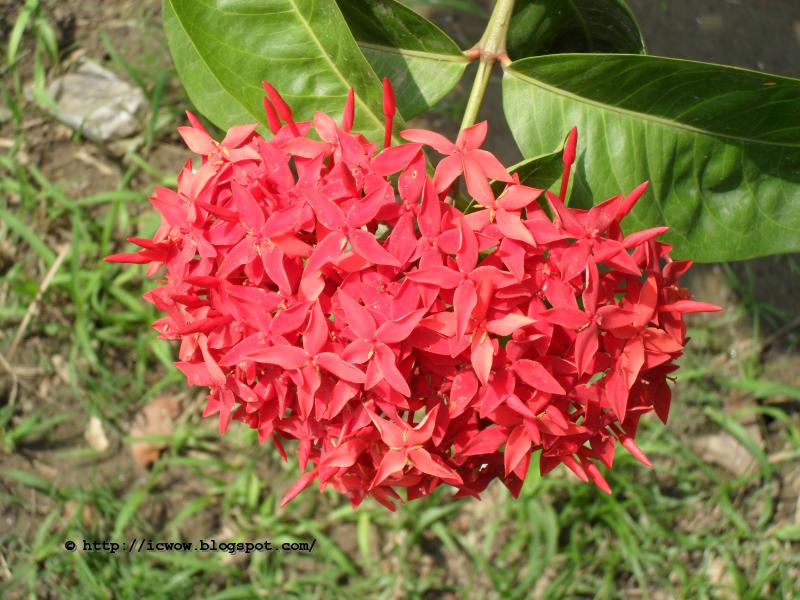 Jungle geranium - Ixora Coccinea