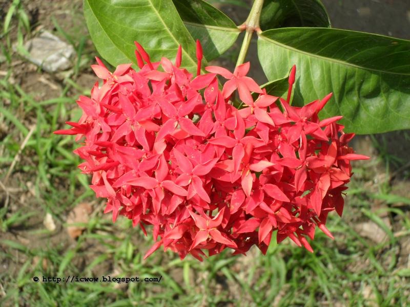 4 Petal Red Flower | Flower