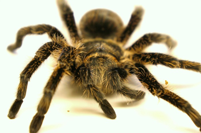 Good Natured: Fur, Feathers & Scales - Tarantula