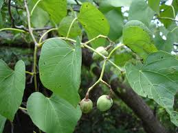 Alternative health tips, healthy lifestyle choices: Okoho: An African ...