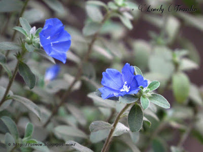 Blue daze - Evolvulus glomeratus