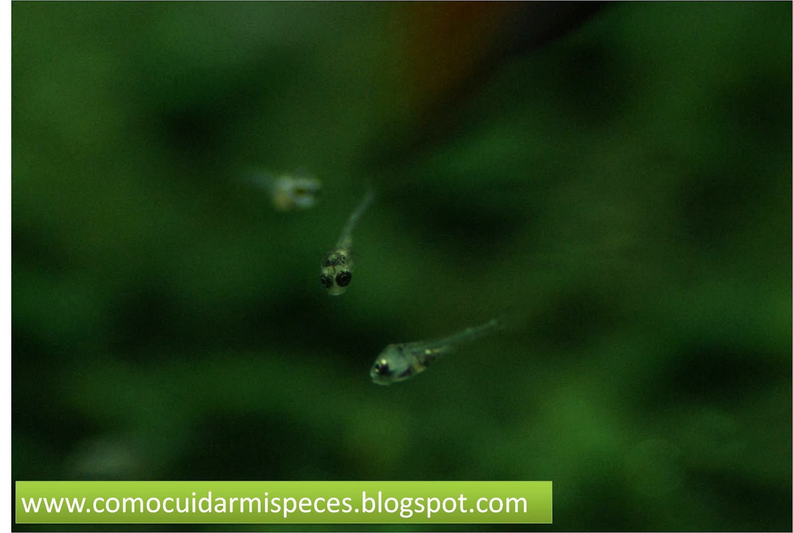 Alevines de Ramirezi, los 7 primeros días desde la puesta