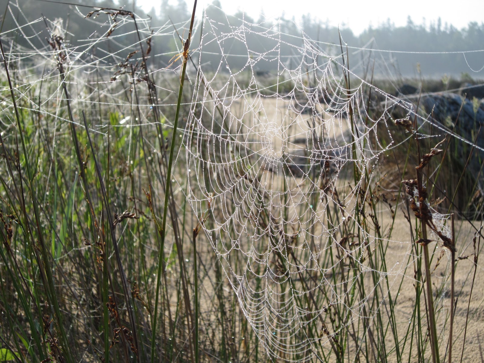 Amy Brown Science: Spiders Everywhere!
