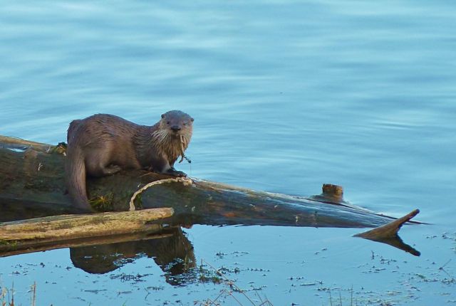 Bees, Birds & Butterflies: River Otters at Sunset