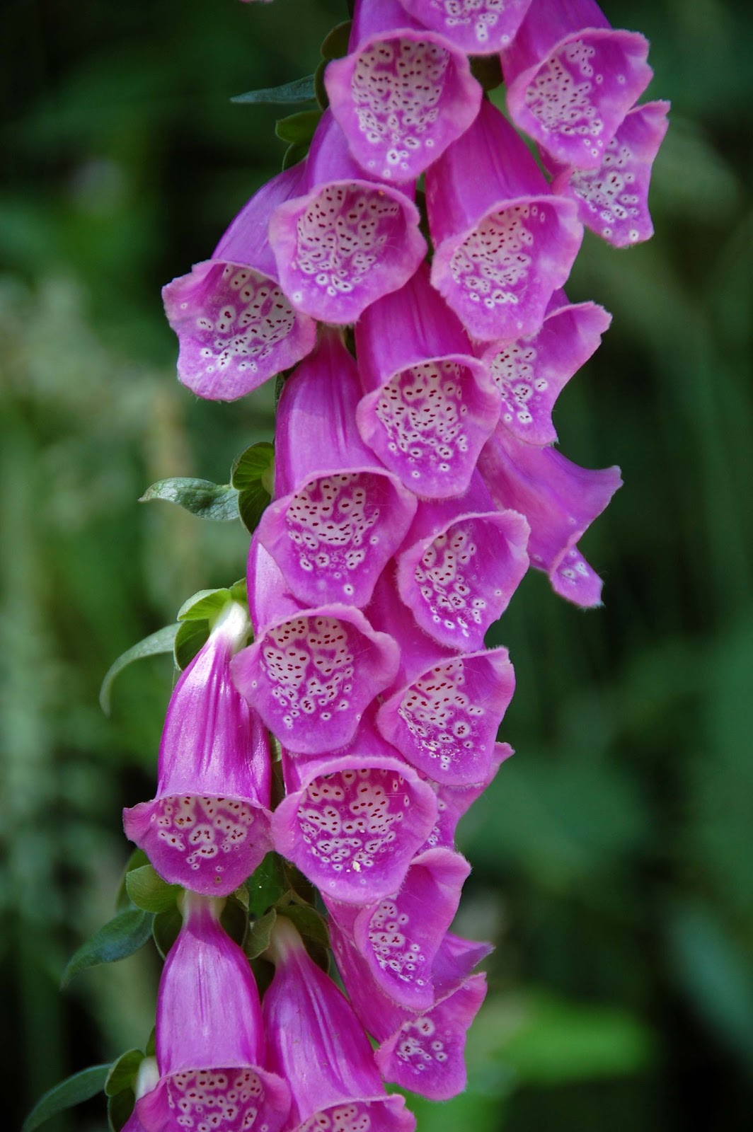 From Where I'm Standing: cascade head