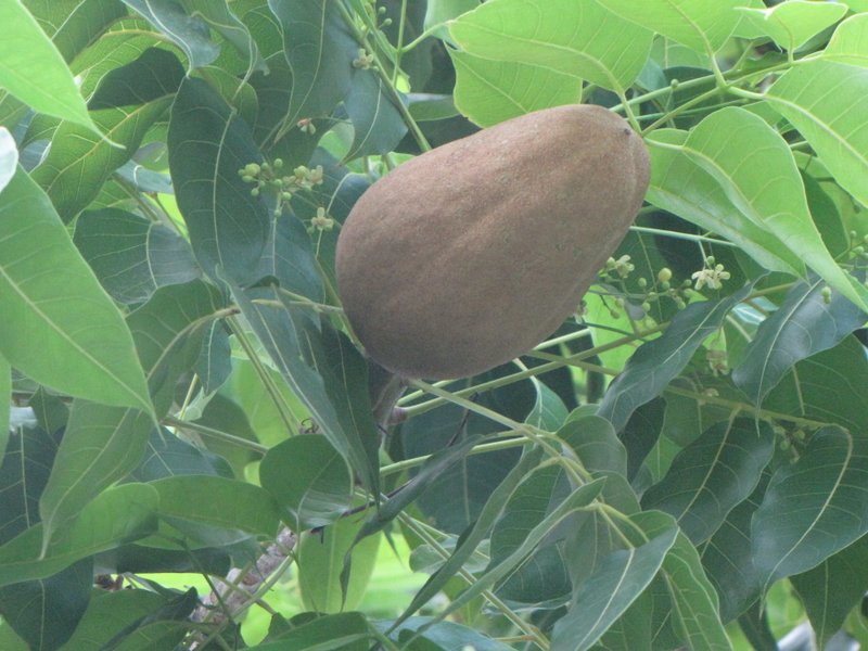 Llano Extremo un mundo megadiverso: Caoba (Swietenia macrophylla) el ...