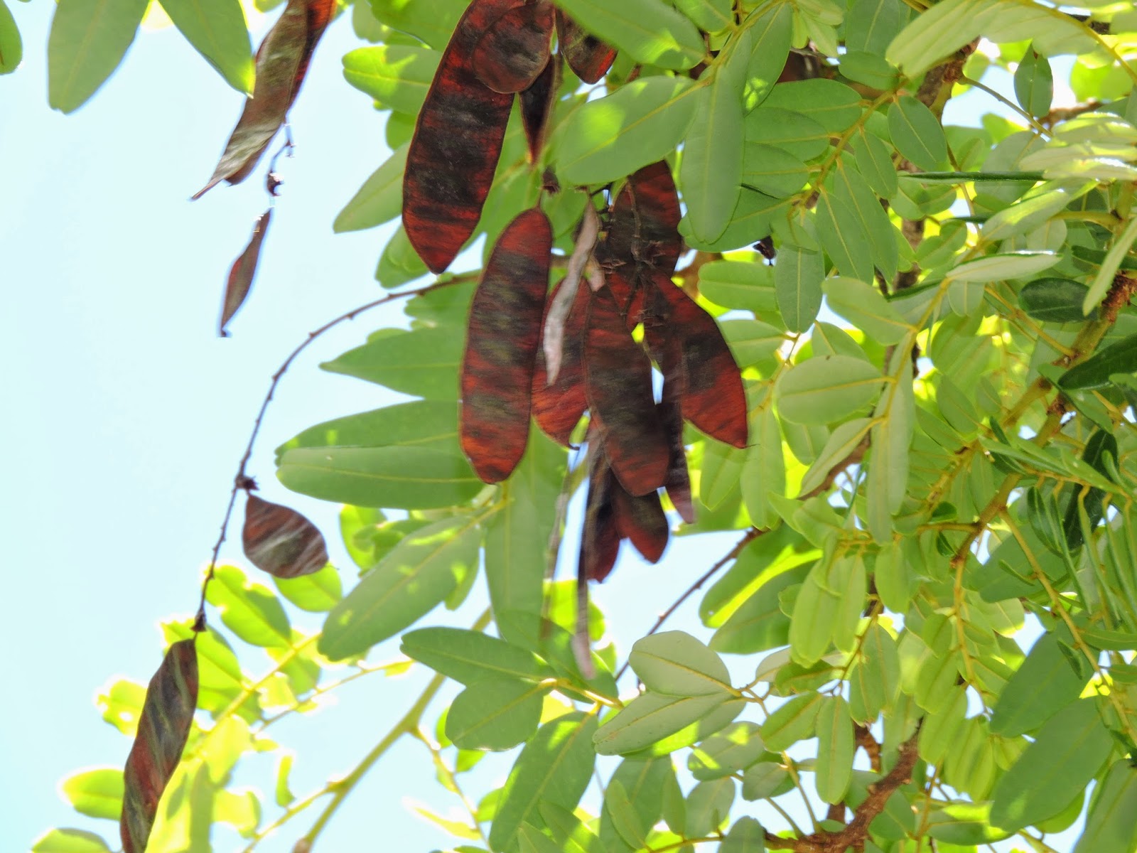 The Flowering plants - Leguminosae - Fabaceae: Fabaceae - Bowdichia ...