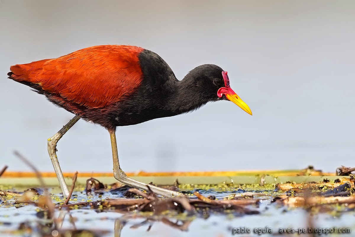 mis fotos de aves: Jacana jacana Jacana Wattled Jacana