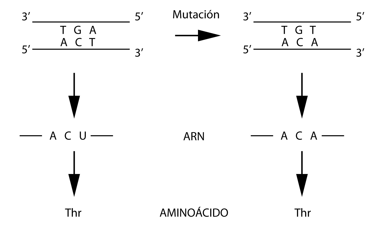 seguramente estaré equivocado: Mutandis mutatis...