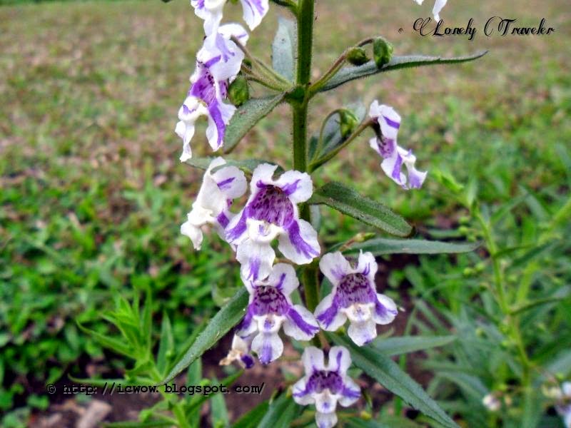 Angel Flower (এঞ্জেল ফুল) - Angelonia angustifolia
