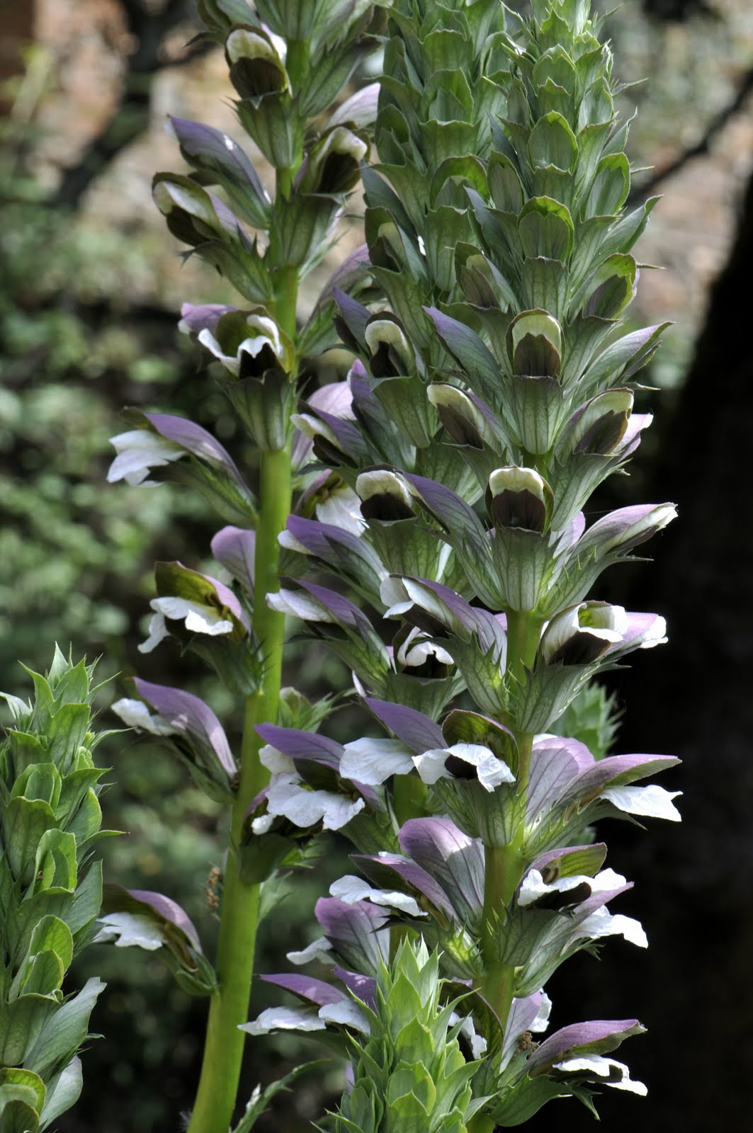 Desde Alájar: Acanto