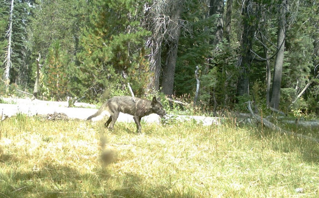 White Wolf : First wolf pack in decades spotted in Northern California