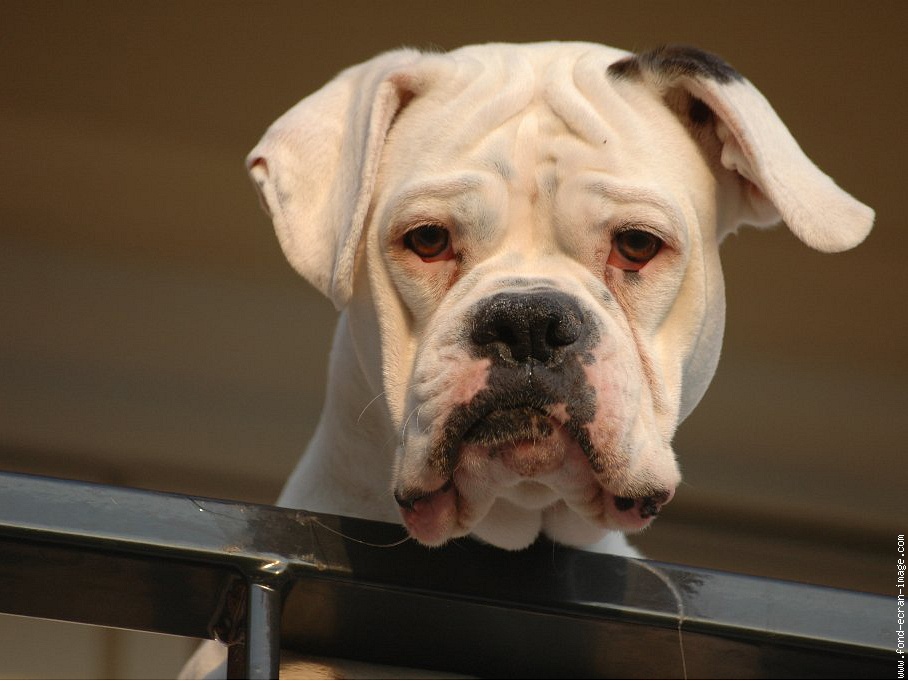Razas de Perro: Boxer Blanco